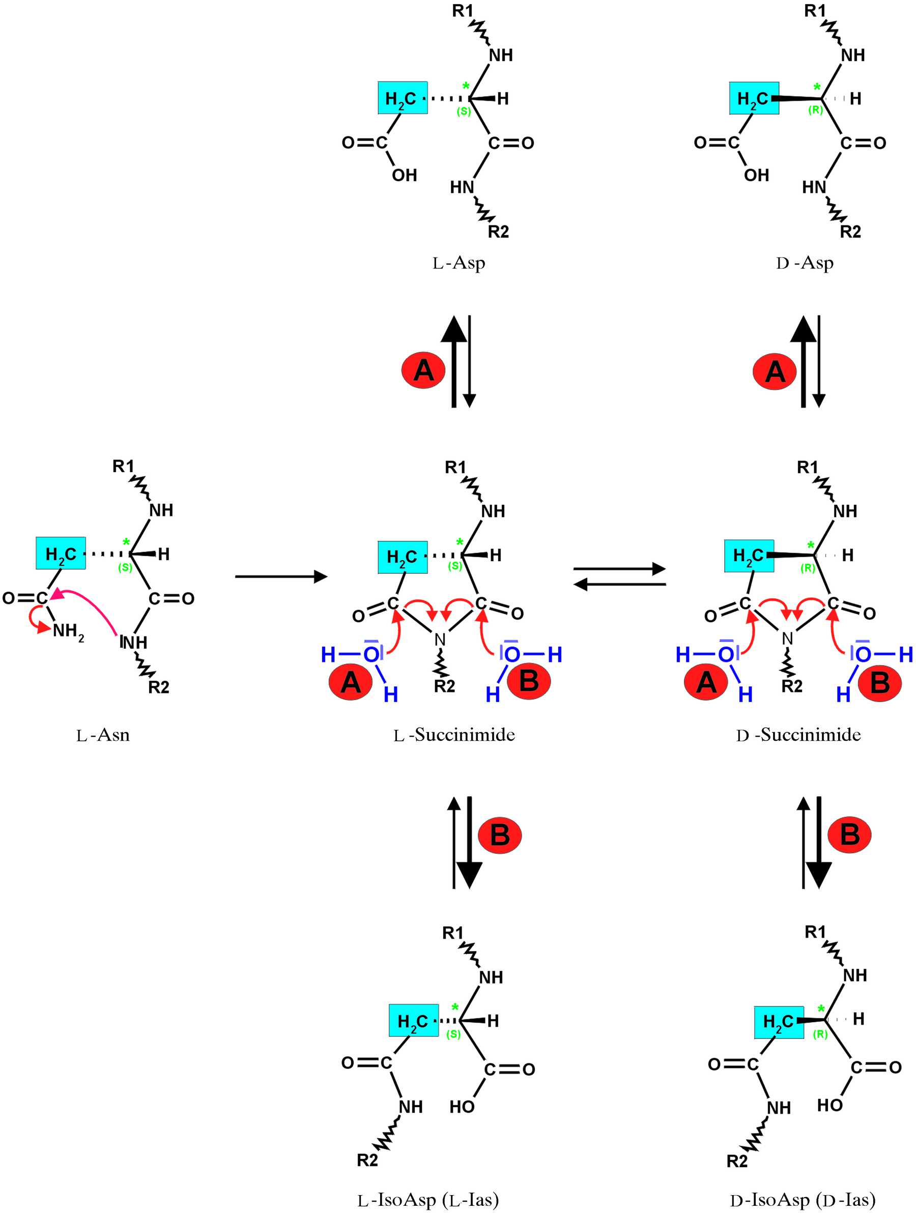 (IUCr) L -Isoaspartate 115 of porcine β -trypsin promotes ...