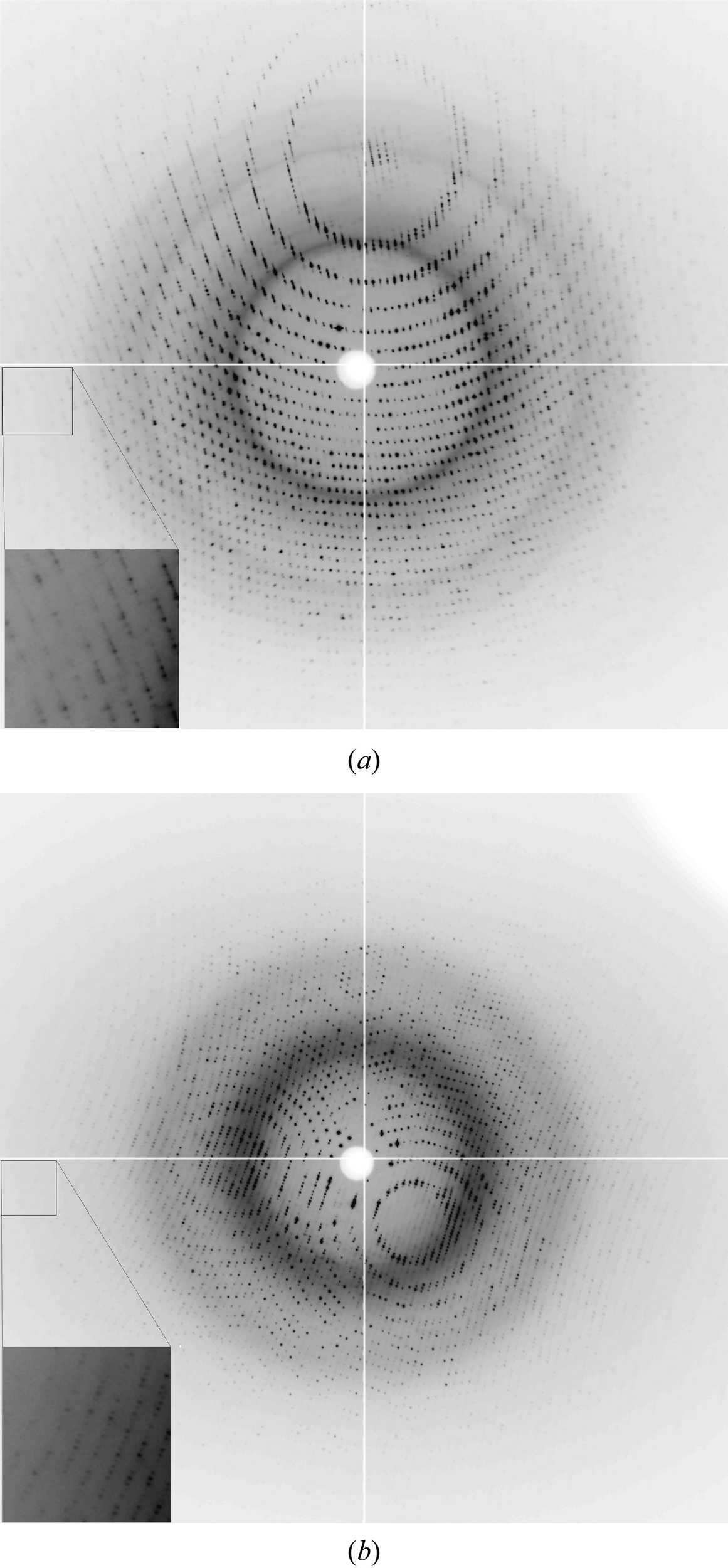 (IUCr) Crystallization and preliminary X-ray analysis of Citrobacter ...