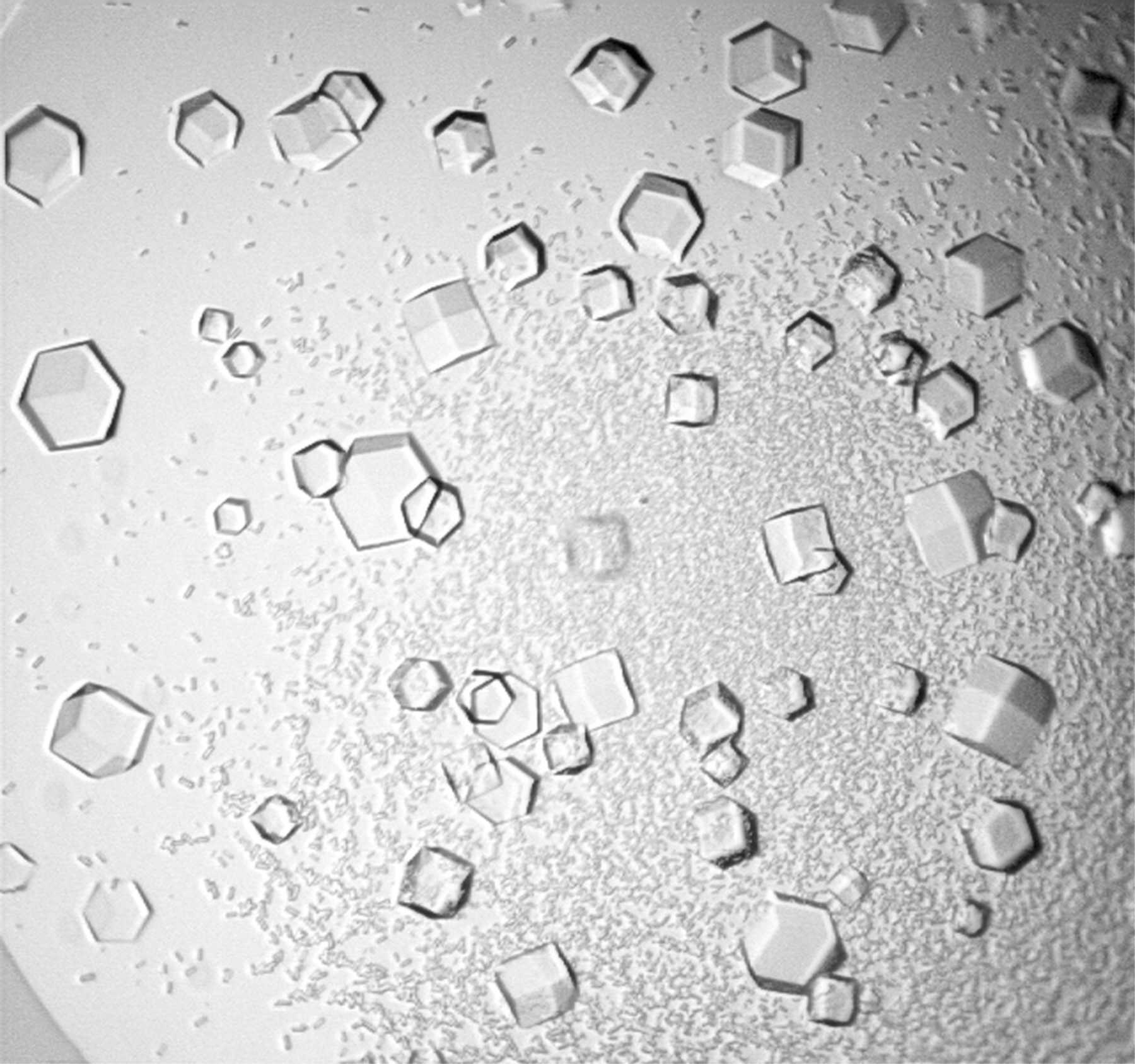 (IUCr) Crystallization and preliminary X-ray analysis of the full-size ...