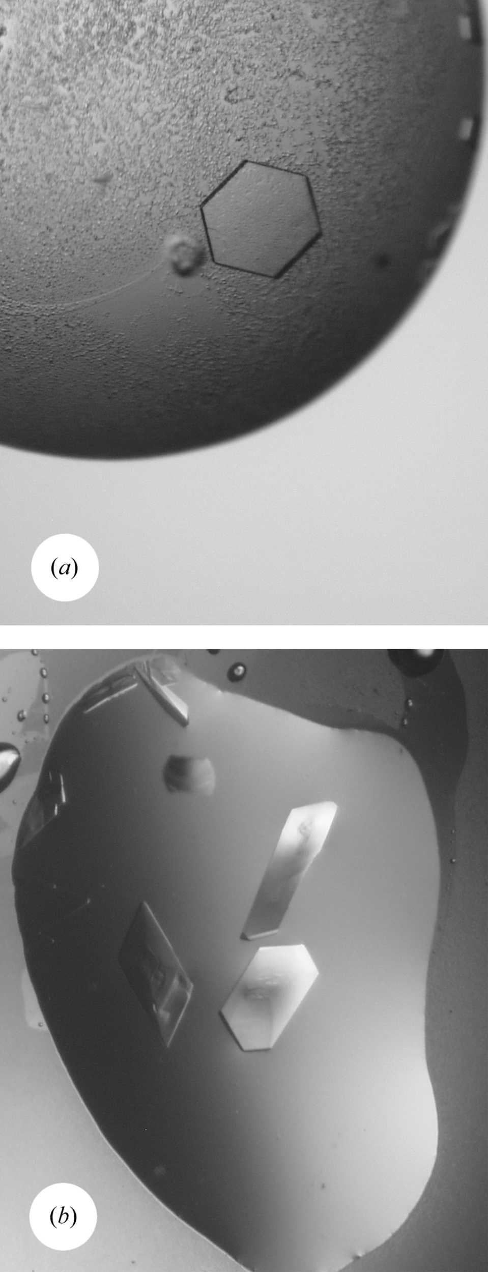 (IUCr) Crystallization and preliminary X-ray studies of thymus and ...