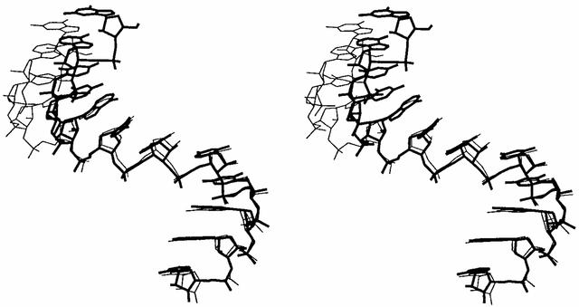 (IUCr) Structure of the dodecamer r(GAUCACUUCGGU) with four 5′-overhang ...