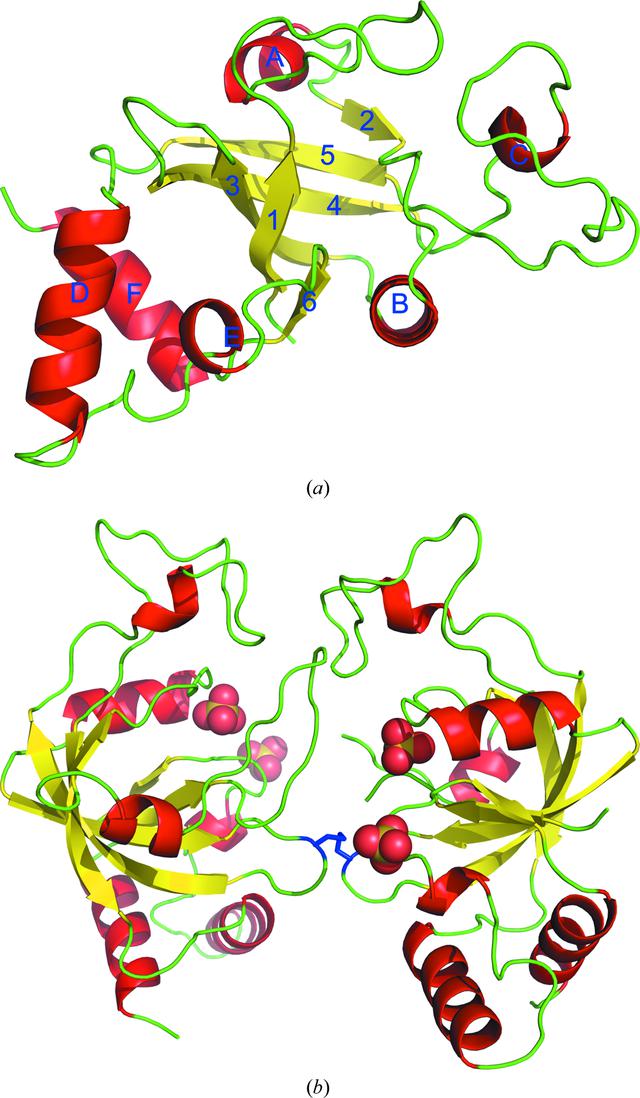 (IUCr) Determining the DUF55-domain structure of human thymocyte ...