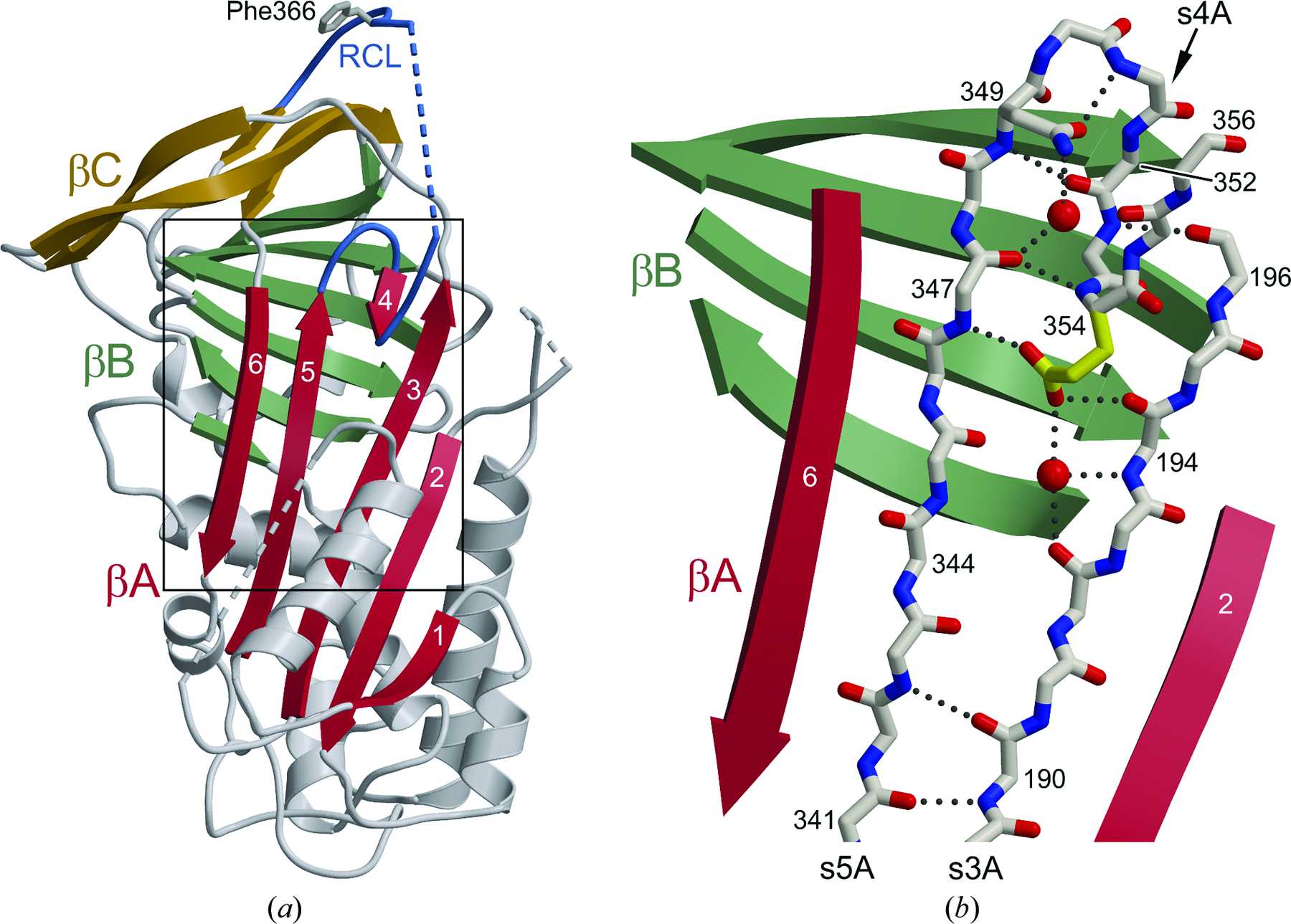(IUCr) Three-dimensional structure of a schistosome serpin revealing an ...