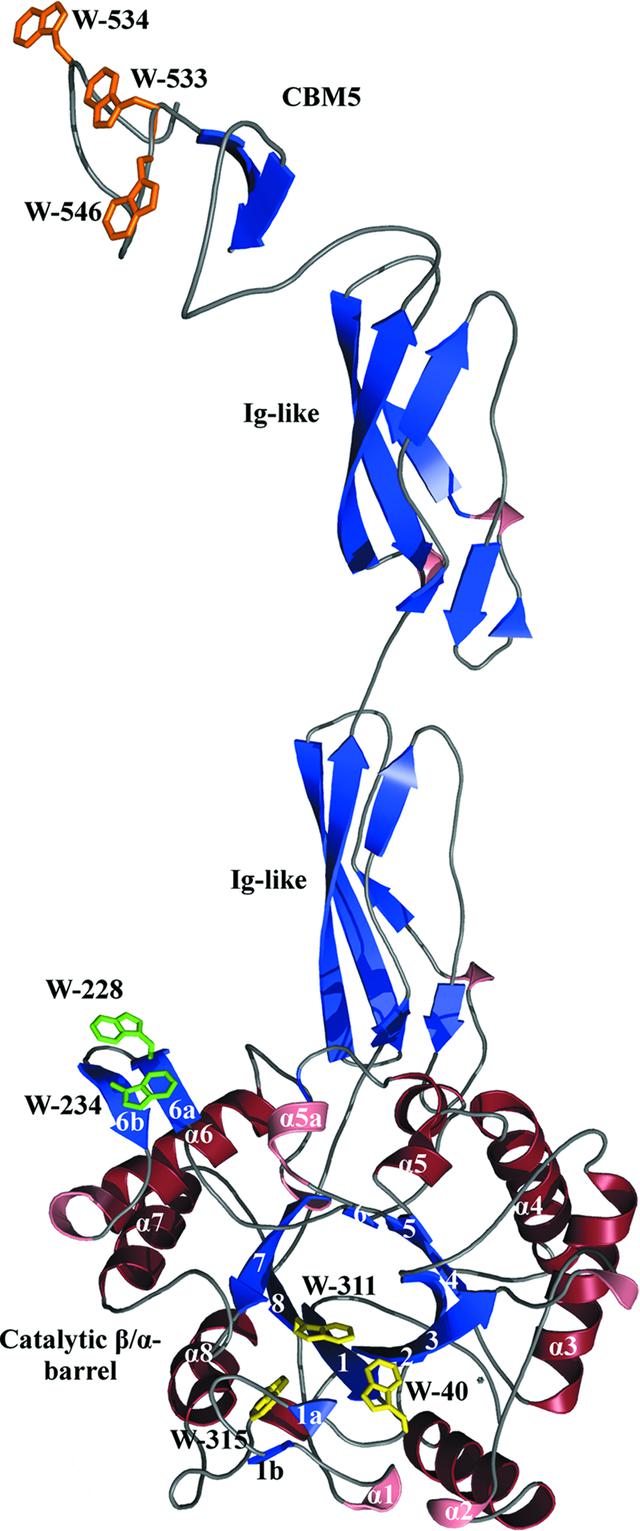 (IUCr) Structure of a complete four-domain chitinase from Moritella ...