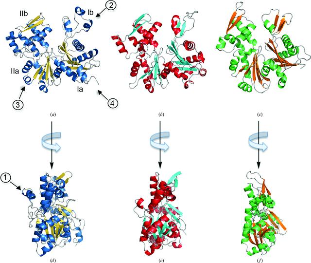 (IUCr) Structure of crenactin, an archaeal actin homologue active at 90°C