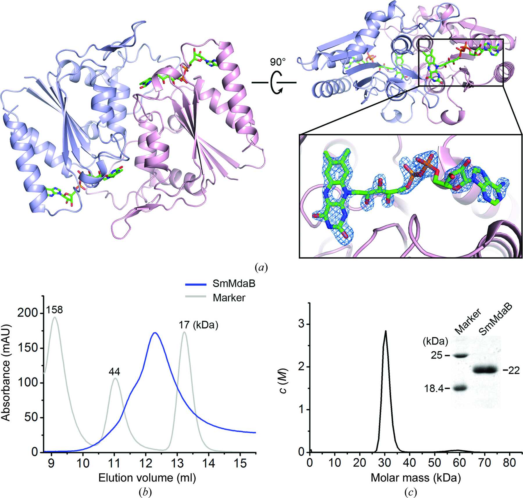 (IUCr) Structural and biochemical characterization of MdaB from ...
