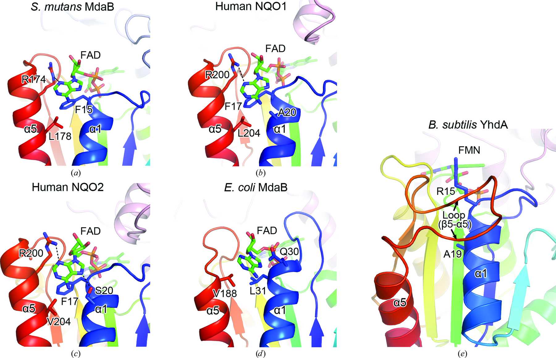 (IUCr) Structural and biochemical characterization of MdaB from ...