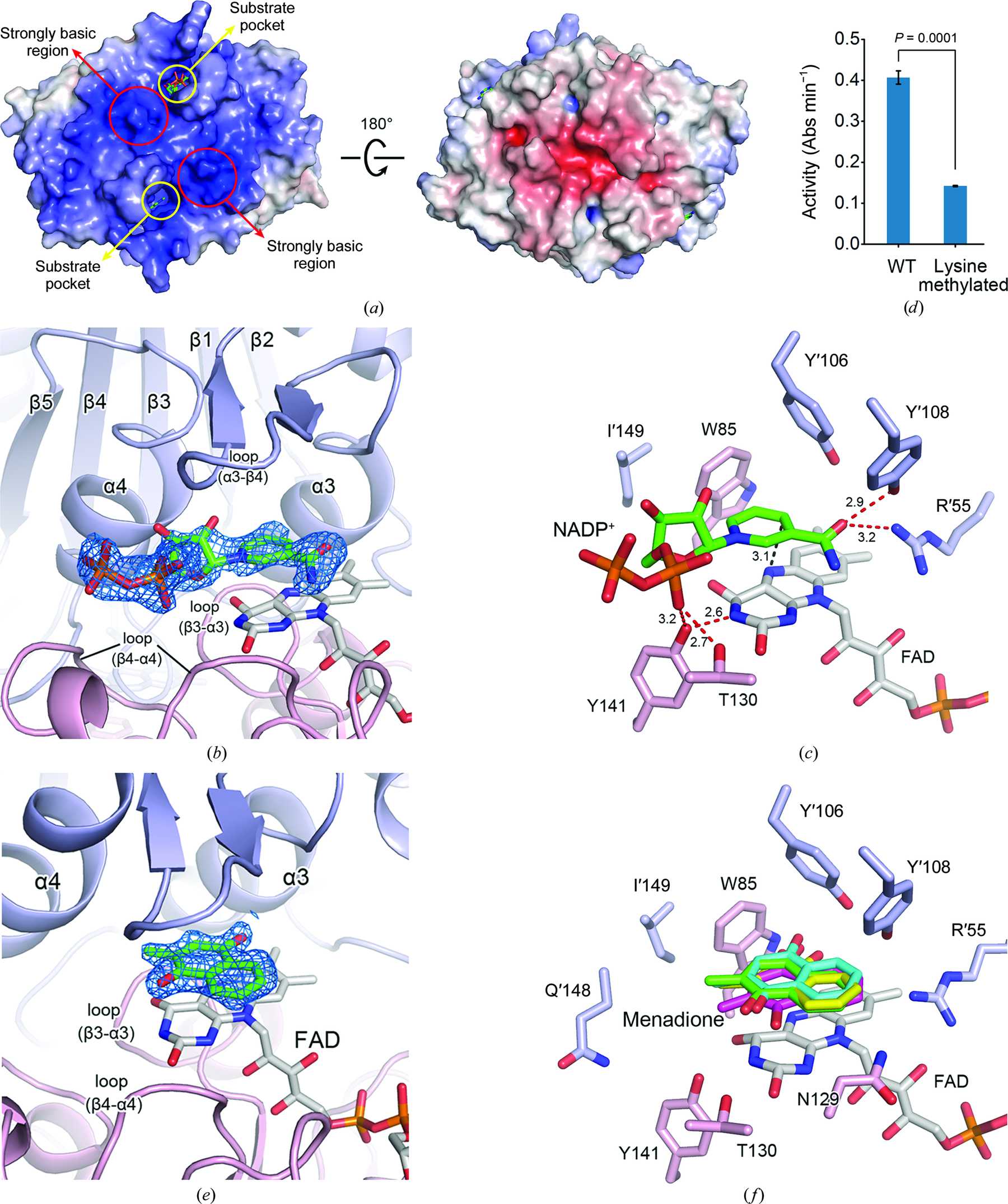 (IUCr) Structural and biochemical characterization of MdaB from ...