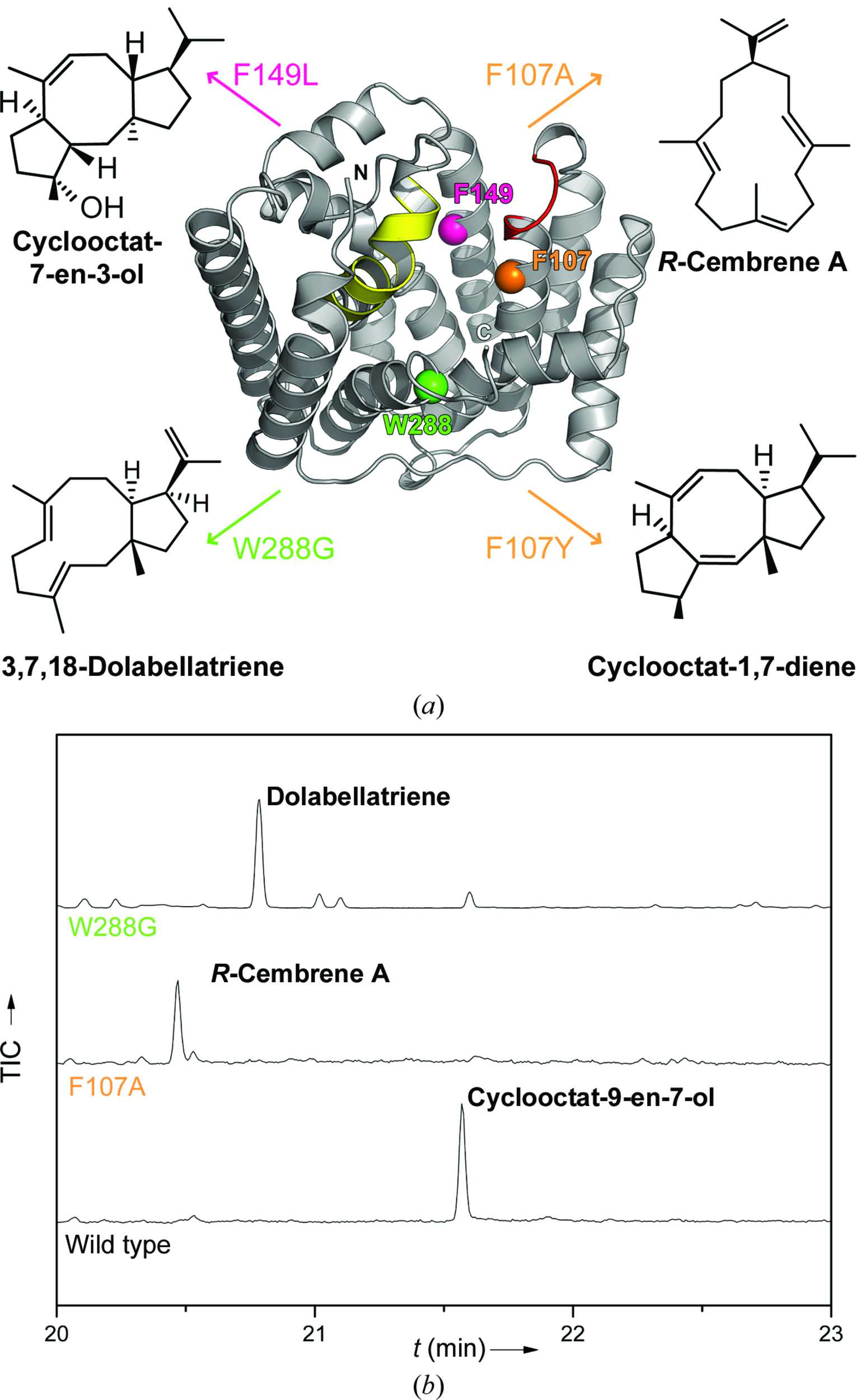 (IUCr) The first structure of a bacterial diterpene cyclase: CotB2