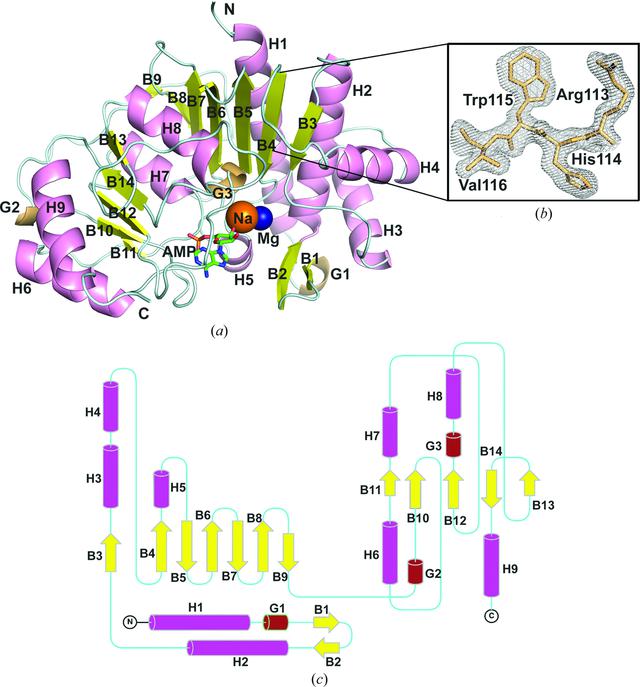 (IUCr) Structural elucidation of a dual-activity PAP phosphatase-1 from ...