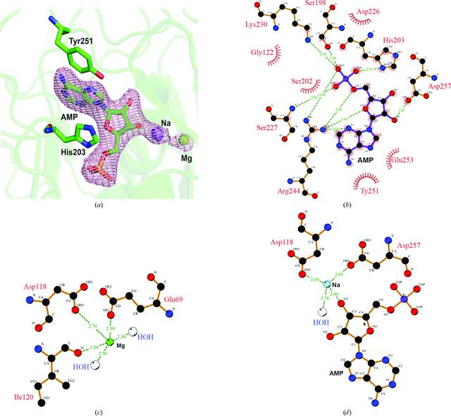 (IUCr) Structural elucidation of a dual-activity PAP phosphatase-1 from ...