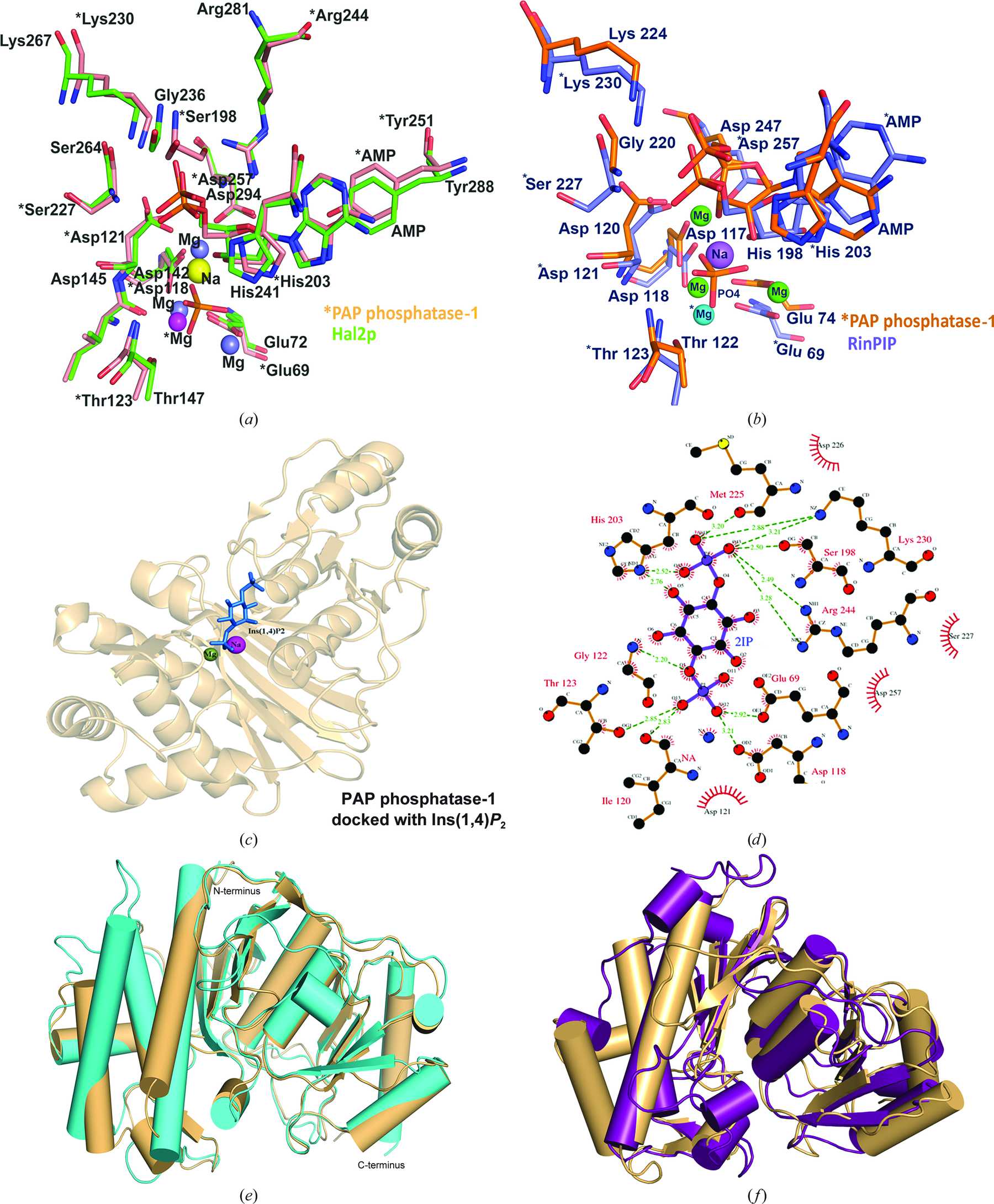 (IUCr) Structural elucidation of a dual-activity PAP phosphatase-1 from ...