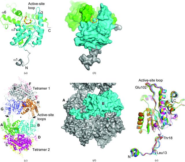(IUCr) Structures of lactate de­hydrogenase A (LDHA) in apo, ternary ...