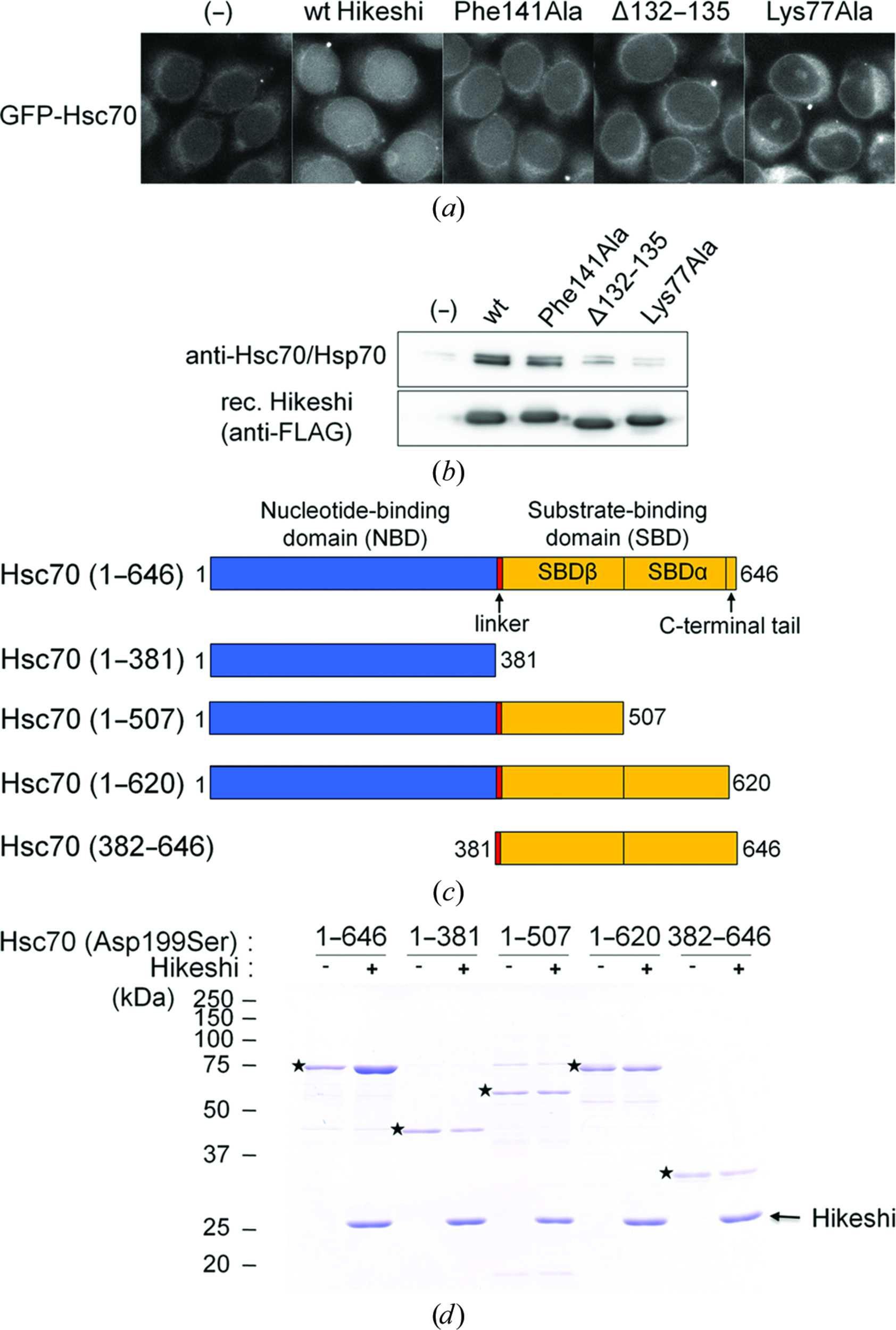 (IUCr) Structural and functional analysis of Hikeshi, a new nuclear ...