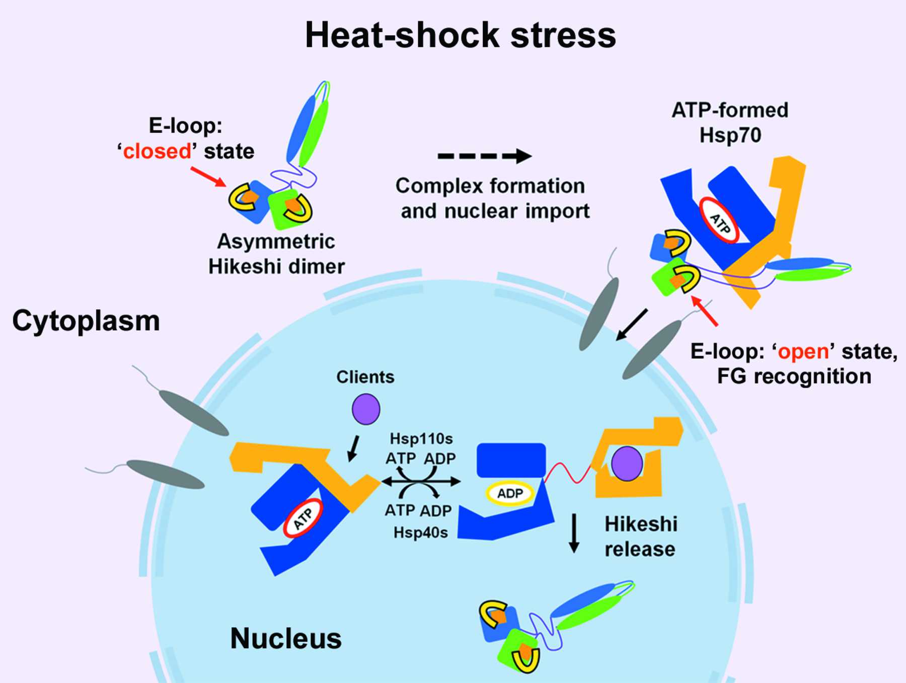 (IUCr) Structural and functional analysis of Hikeshi, a new nuclear ...