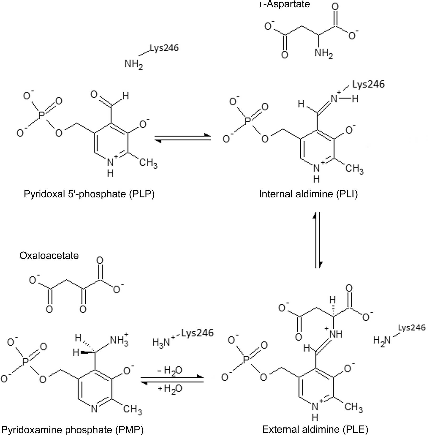 (IUCr) Crystal structure and enzymatic properties of a broad substrate ...
