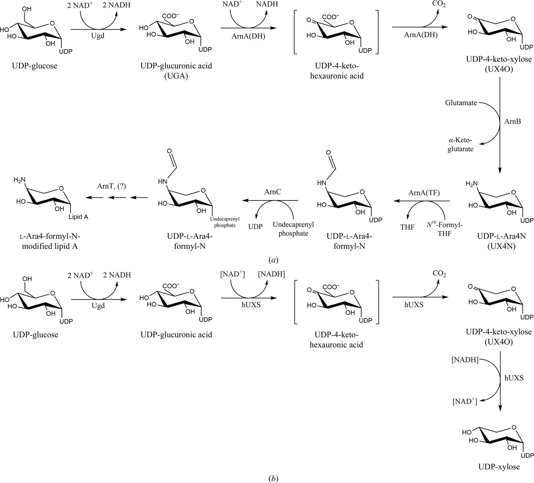 (IUCr) The structure of apo ArnA features an unexpected central binding ...
