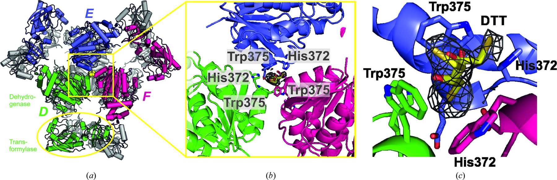(IUCr) The structure of apo ArnA features an unexpected central binding ...