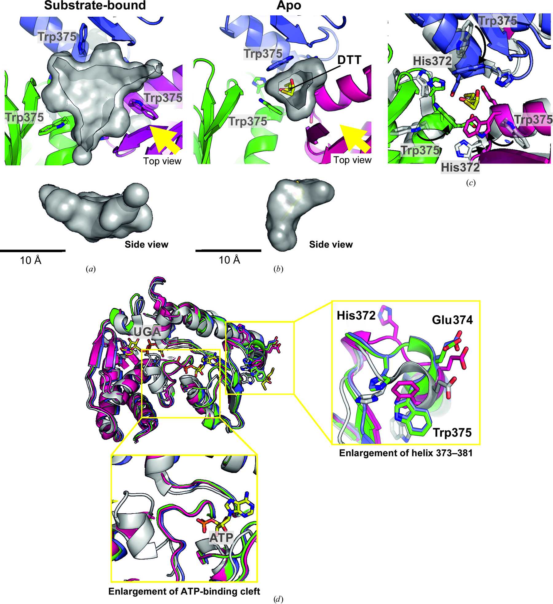 (IUCr) The structure of apo ArnA features an unexpected central binding ...