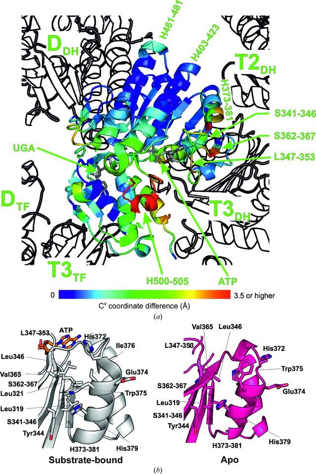 (IUCr) The structure of apo ArnA features an unexpected central binding ...