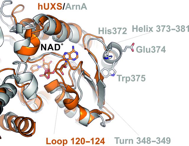 (IUCr) The structure of apo ArnA features an unexpected central binding ...