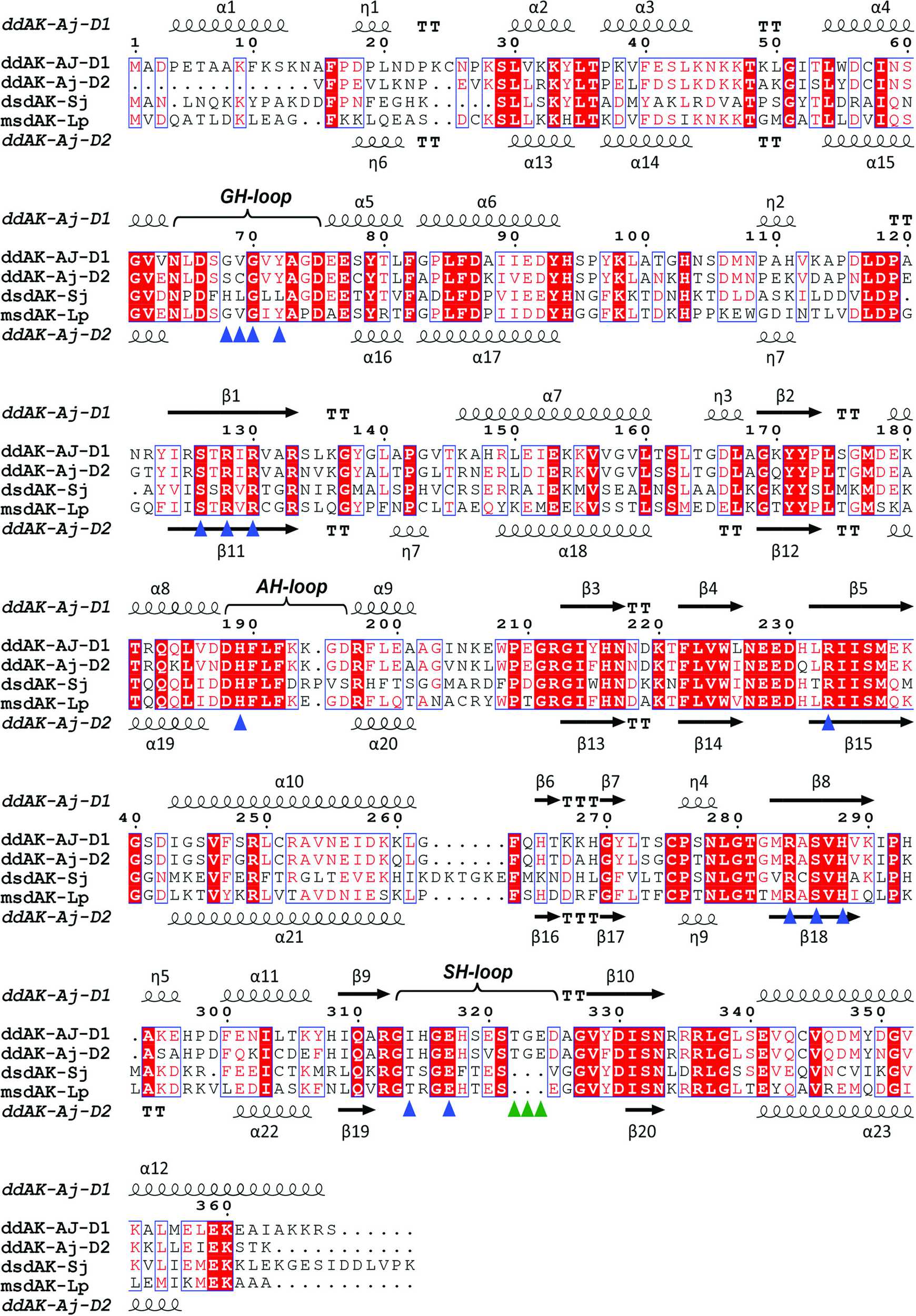 (IUCr) Structure of a double-domain phosphagen kinase reveals an ...