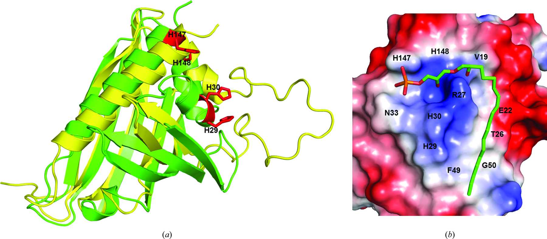 (IUCr) Structure of ginseng major latex-like protein 151 and its ...