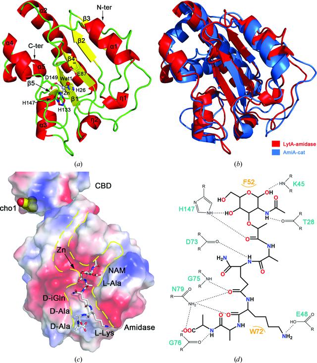 (IUCr) Full-length structure of the major autolysin LytA