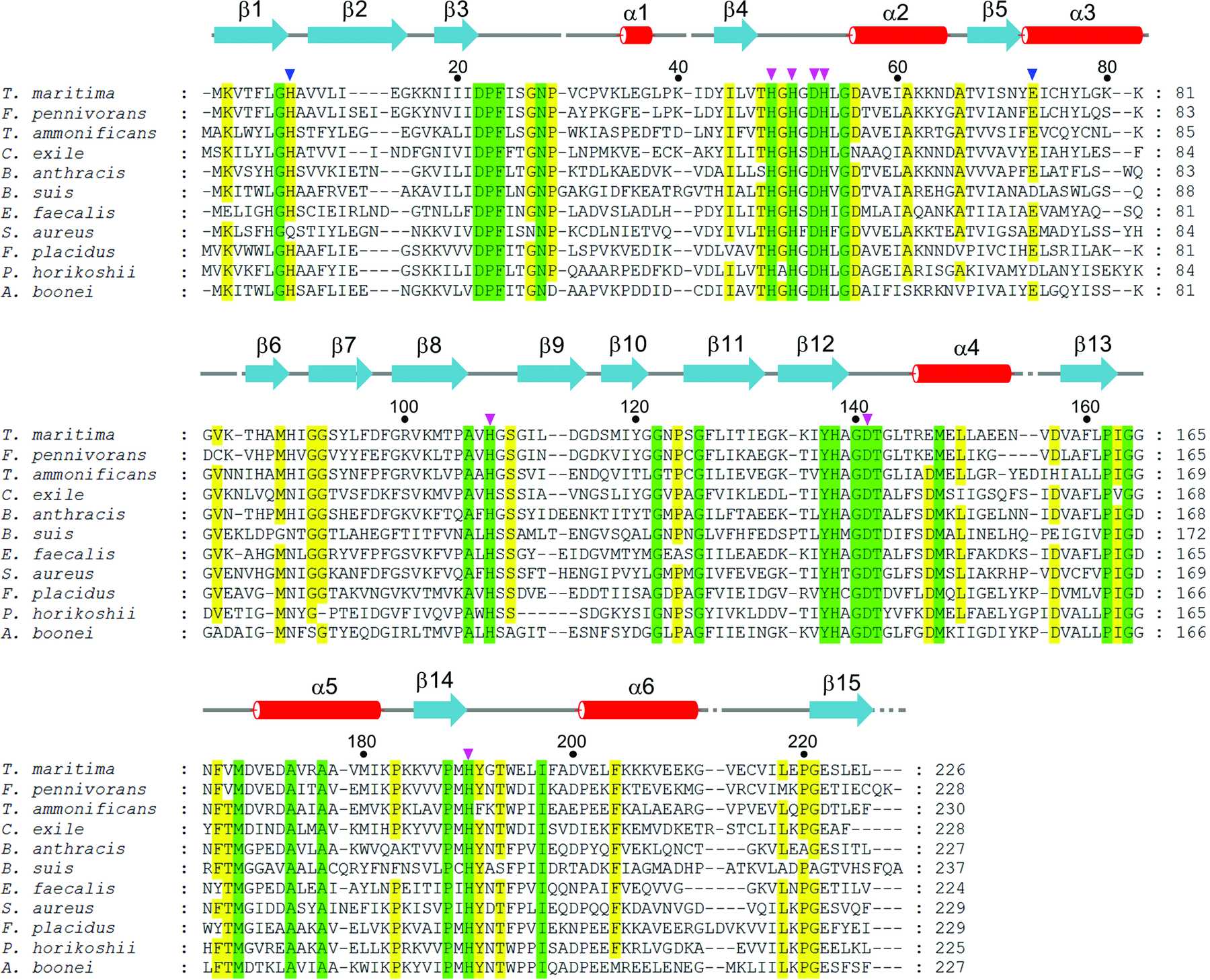 (IUCr) Structural and functional studies of a metallo- β -lactamase ...
