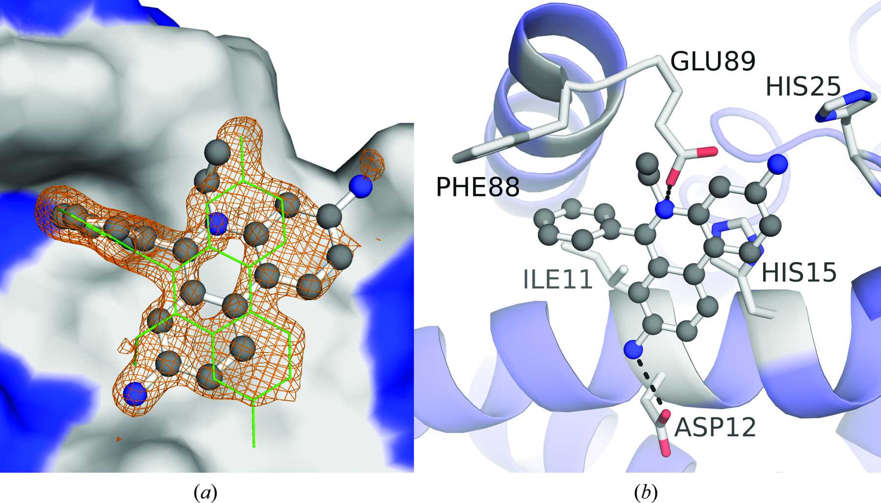(IUCr) Novel protein–inhibitor interactions in site 3 of Ca 2+ -bound ...