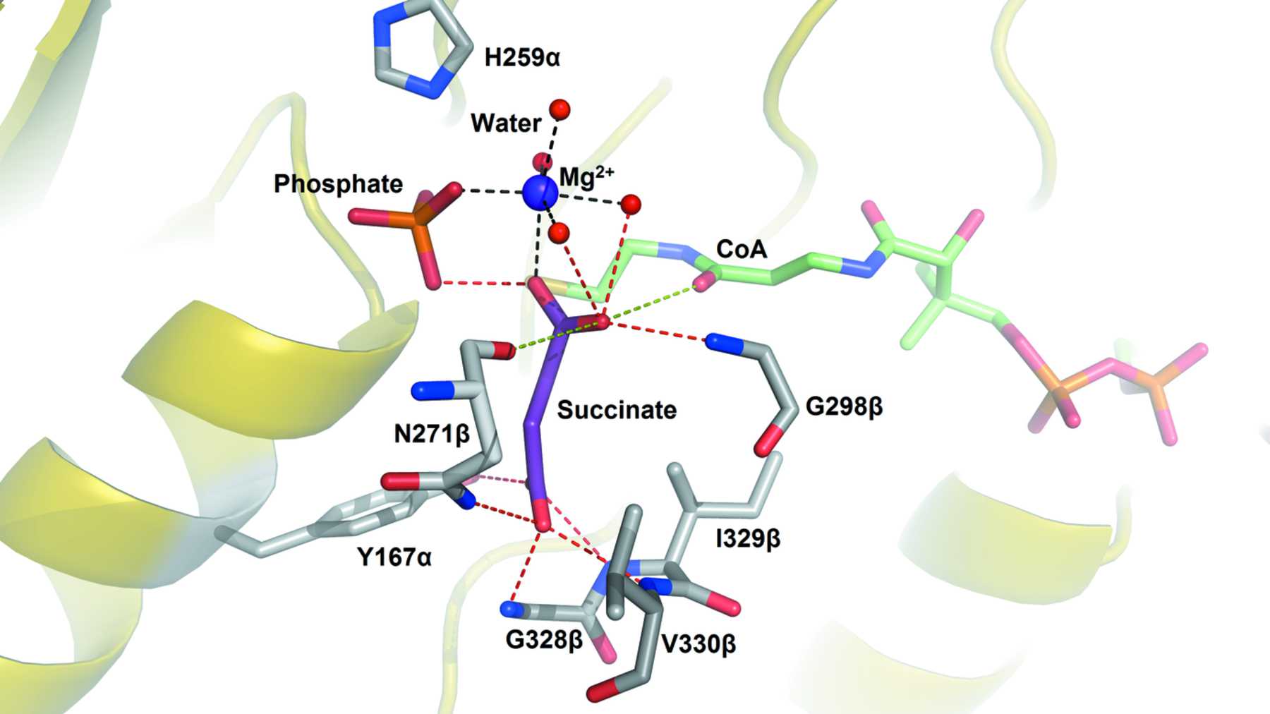 (IUCr) Structural basis for the binding of succinate to succinyl-CoA ...