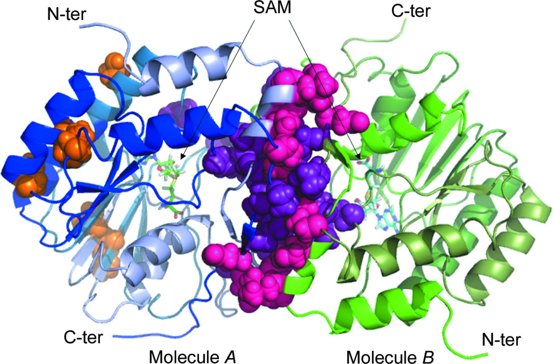 (IUCr) Crystal structures of the methyltransferase and helicase from ...