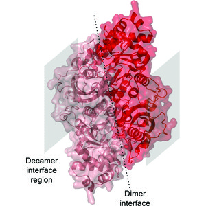 (IUCr) Structure of a hyperthermostable dimeric archaeal Rubisco from ...