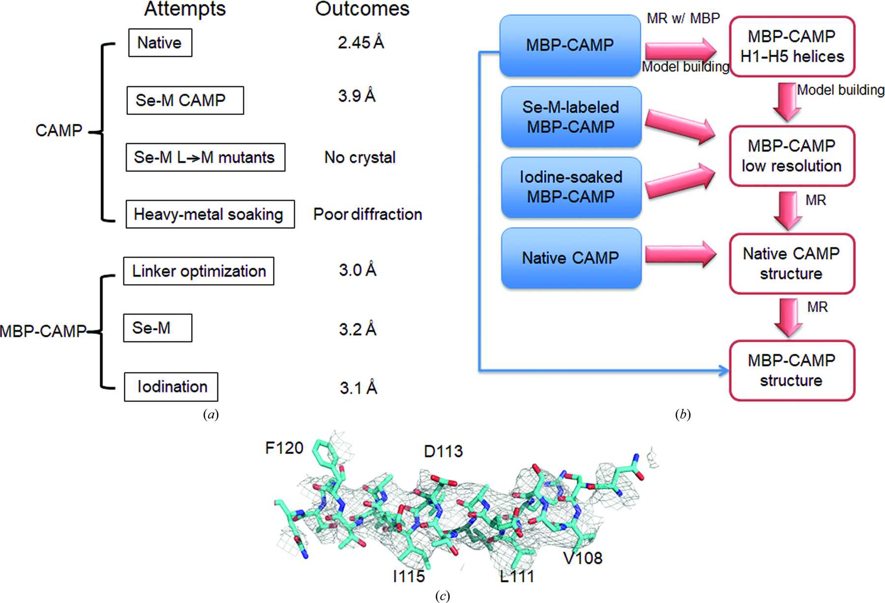 (IUCr) Structure determination of the CAMP factor of Streptococcus ...