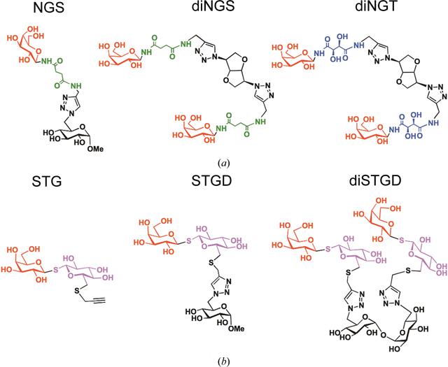 (IUCr) Crystal structures of peanut lectin in the presence of synthetic ...