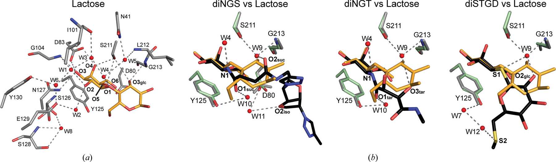 (IUCr) Crystal structures of peanut lectin in the presence of synthetic ...