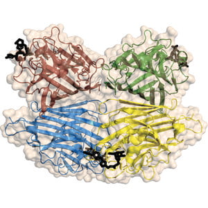 (IUCr) Crystal structures of peanut lectin in the presence of synthetic ...
