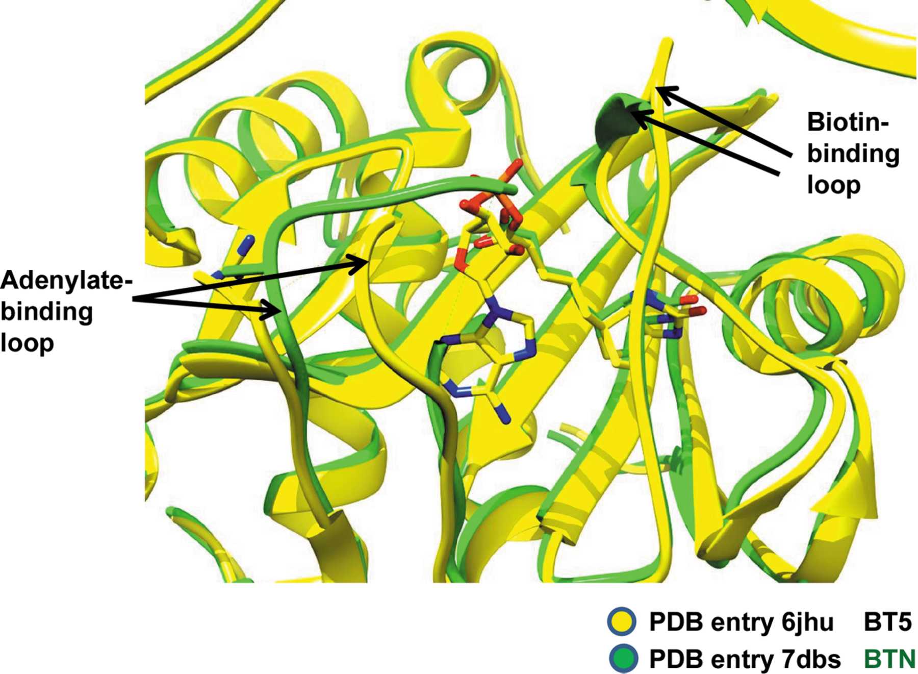 (IUCr) Leishmania major biotin protein ligase forms a unique cross ...