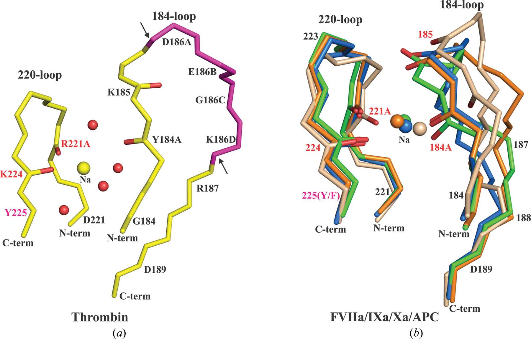 (IUCr) Structure of human factor VIIa–soluble tissue factor with ...