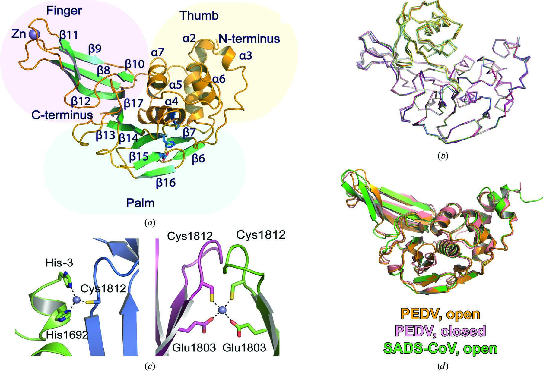 (IUCr) Structural insights into the interaction of papain-like protease ...