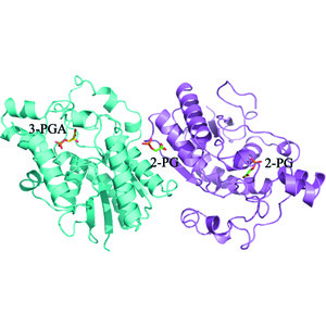 (IUCr) Molecular insight into 2-phosphoglycolate activation of the ...