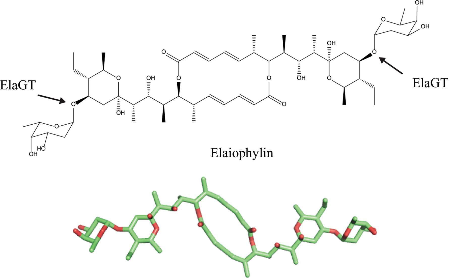 (IUCr) Substrate-induced dimerization of elaiophylin ...