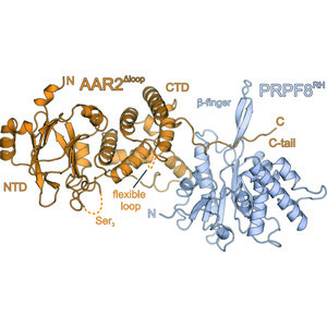 (IUCr) Structural and functional investigation of the human snRNP ...