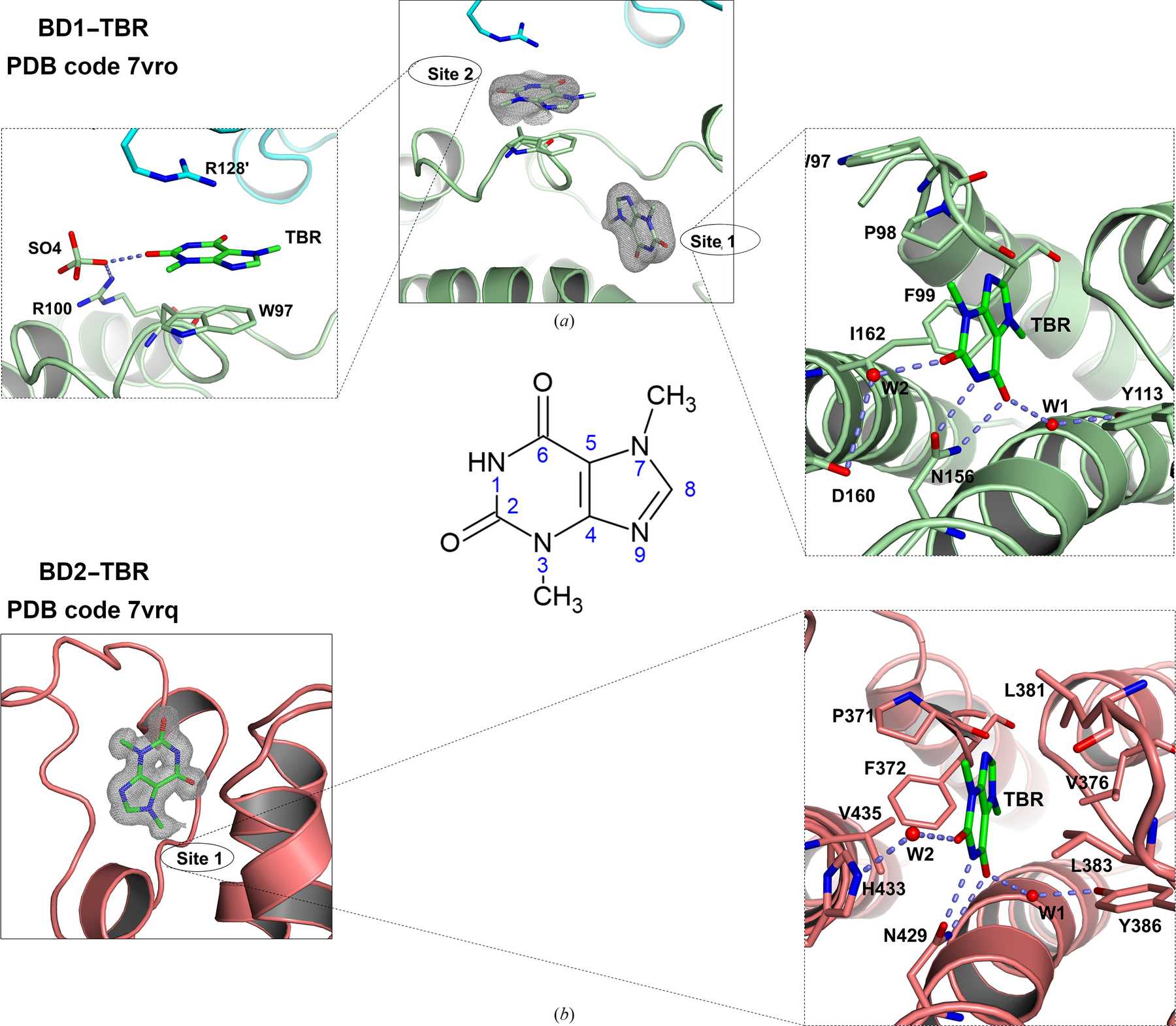 (IUCr) Structural and biochemical insights into purine-based drug ...