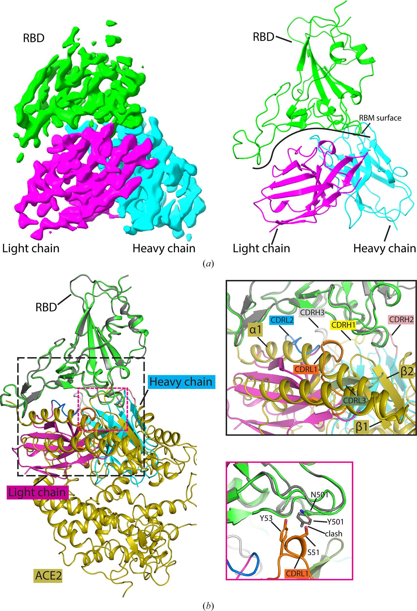 (IUCr) The structure of the RBD–E77 Fab complex reveals neutralization ...