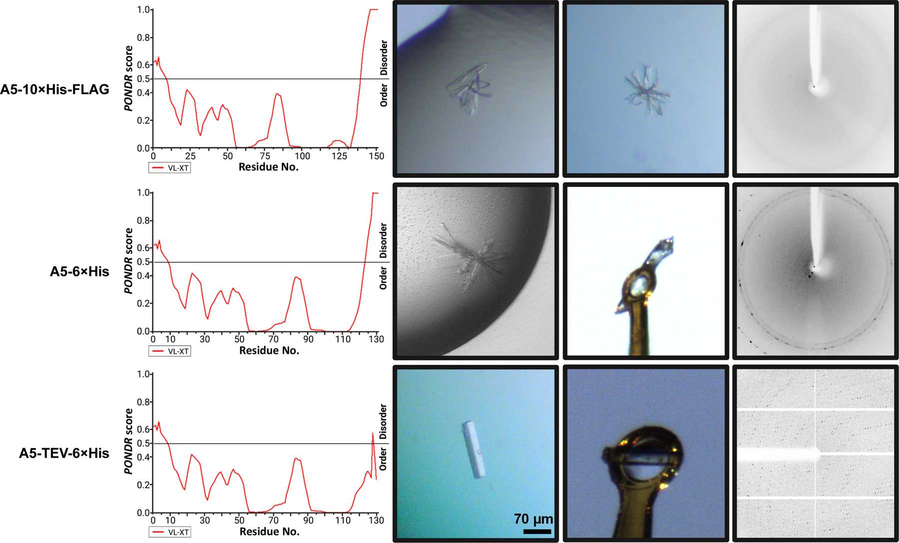 (IUCr) Deciphering the crystal structure of a novel nanobody against ...