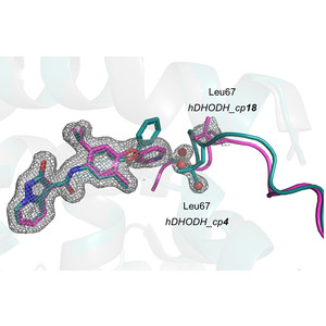 (IUCr) An alternative conformation of the N-terminal loop of human ...