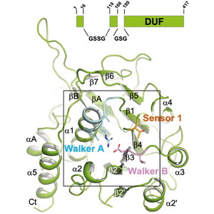 (IUCr) New insights into the domain of unknown function (DUF) of EccC5 ...