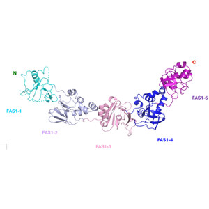 (IUCr) Crystal structures of Fsc1, a novel autophagy factor that ...