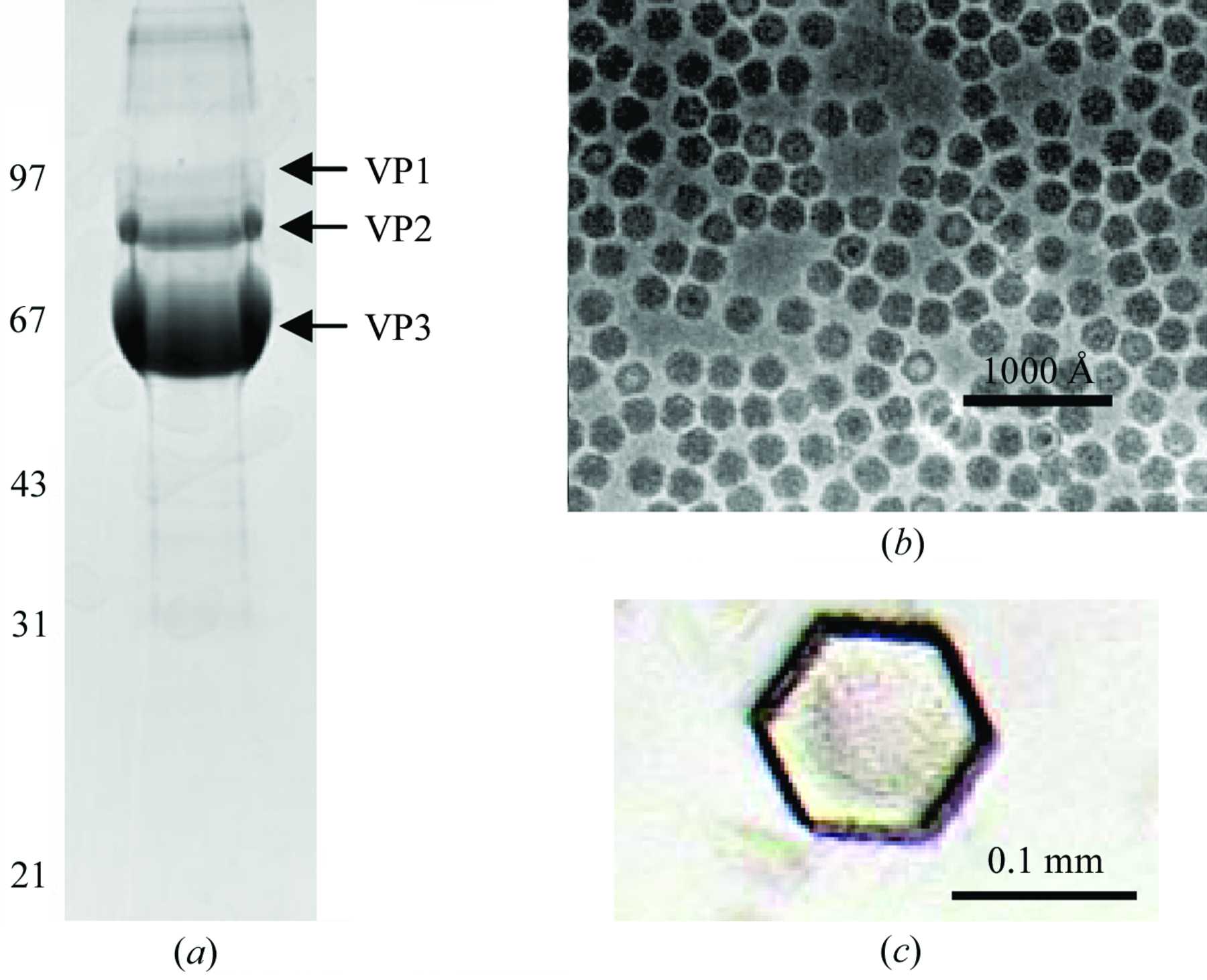 (IUCr) Production, purification, crystallization and preliminary X-ray ...